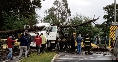 Tragedia Conductor Muere Tras Ser Aplastado Por árbol Que Cayó Sobre