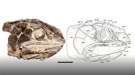 Hallaron En Vaca Muerta Restos Fósiles De Un Pez Carnívoro Que