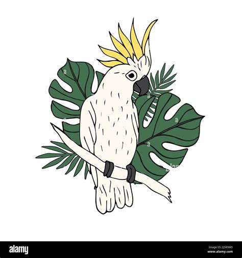 Vector Hand Drawn Doodle Sketch Colored Cockatoo Parrot With Palm