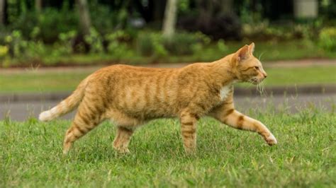Premium Photo Cat On Grass