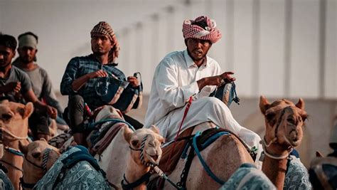 Carreras De Camellos Con Robots En Qatar Más Populares Que El Fútbol