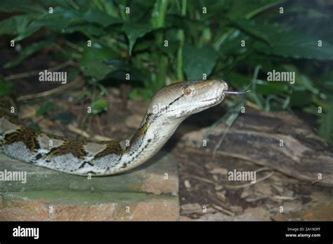 Python Reticulatus Fotos Und Bildmaterial In Hoher Auflösung Alamy