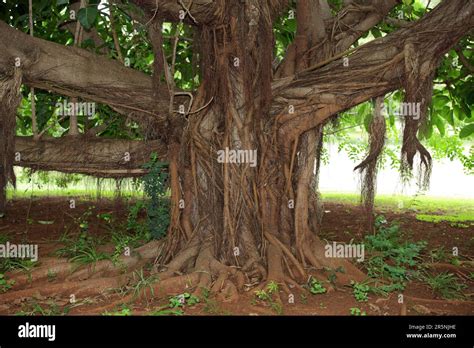 Strangler Fig Sabi Sabi Game Reserve Kruger National Park South