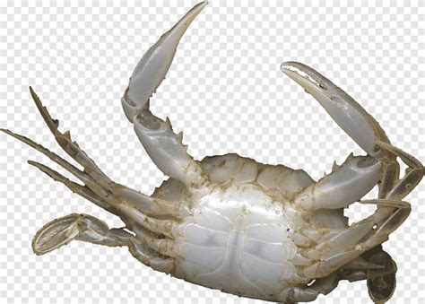 무료 다운로드 Ge 게 게 민물 게 체사 피크 꽃게 게 갑각류 해산물 Png Pngegg