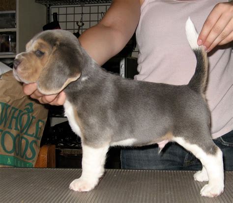 Blue Beagle Minecraft Skin