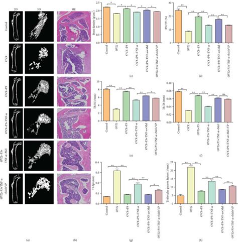 Stem Cell Treatment Of Osteoporosis Mouse Model A Micro Ct Download Scientific Diagram