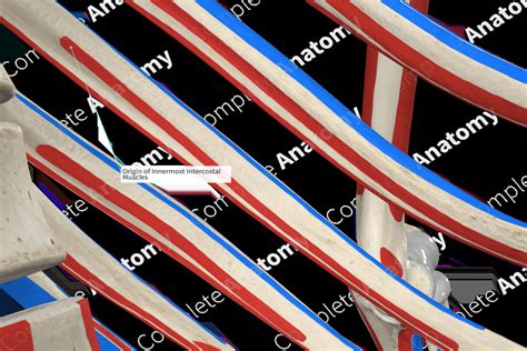 Origin Of Innermost Intercostal Muscles Complete Anatomy