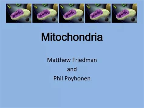PPT Mitochondria PowerPoint Presentation Free Download ID