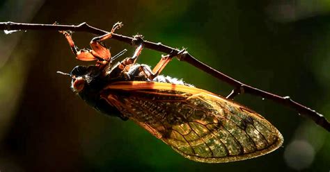 Cicadas Incoming Billions To Emerge In Double Brood Invasion