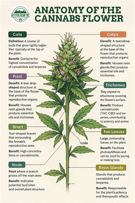 Cannabis Flower Anatomy Whats Really In Your Bud