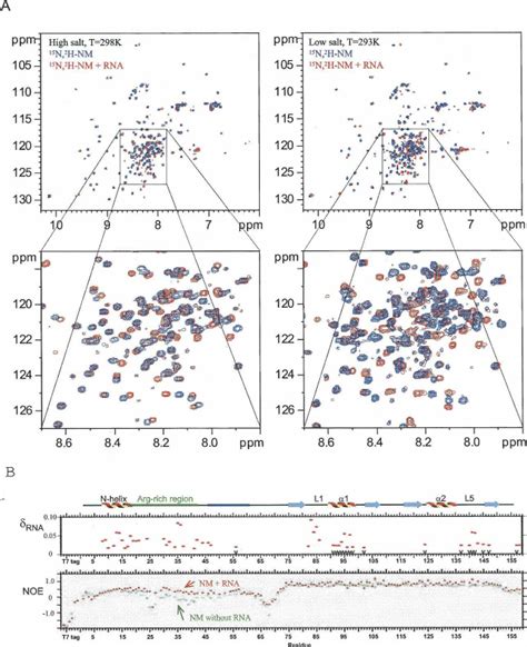 Nmr Chemical Shift Mapping Of Rna Binding To Nm A Overlay Of 2d