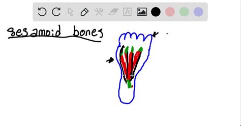 ⏩solved Which Type Of Bone Contains A Metaphysis Epiphysis And
