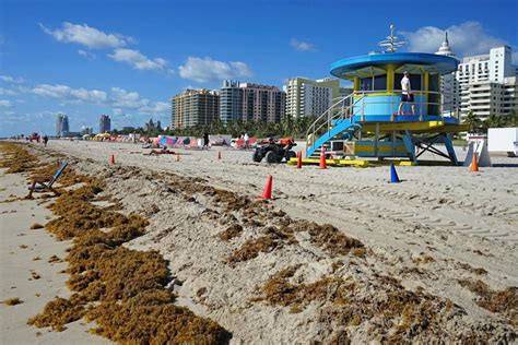 A 5000 Mile Wide Blob Of Seaweed Is Headed For Florida Threatening