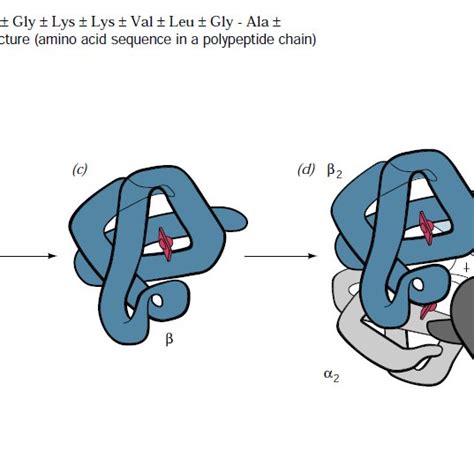 Different Structures Of A Protein A Primary Sequence B Secondary Download Scientific Diagram