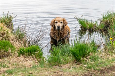 狗 金毛猎犬 湖 Pixabay上的免费照片 Pixabay
