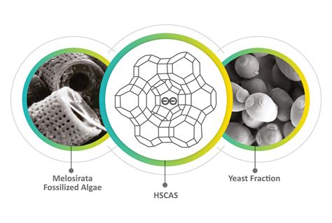 Mycotoxin Binder Poultry Feed Additives Immeureka
