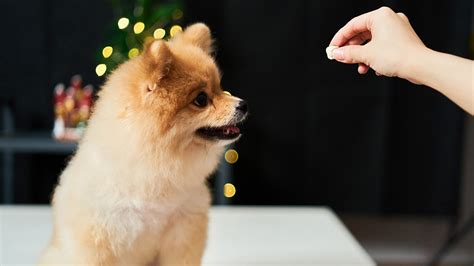 Do Not Feed Your Dog