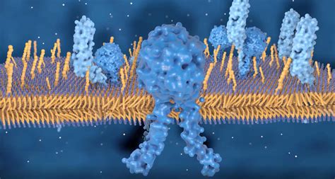 Bi Specific Antibodies To Direct Cytotoxic T Cells To Trail R2 Expressing Tumors Fitt