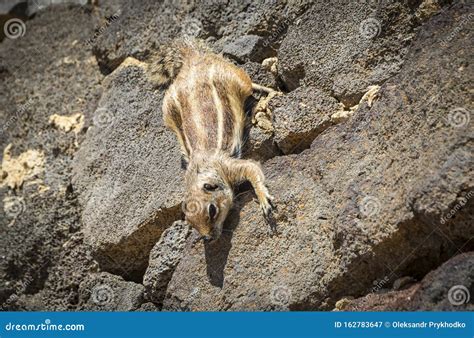 Barbary Ground Squirrel On Fuerteventura Island Canarische Eilanden