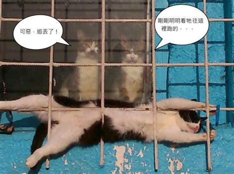 貓咪裝死睡午覺 嚇壞的路人拍下超有戲的一幕！ 寵毛網 Nownews今日新聞