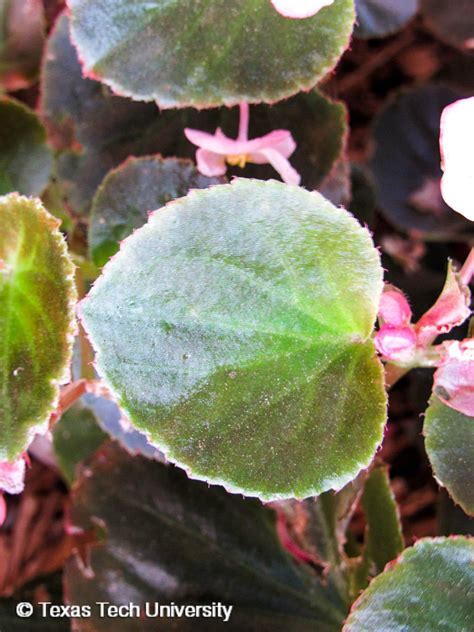 Begonia Semperflorens Propagation