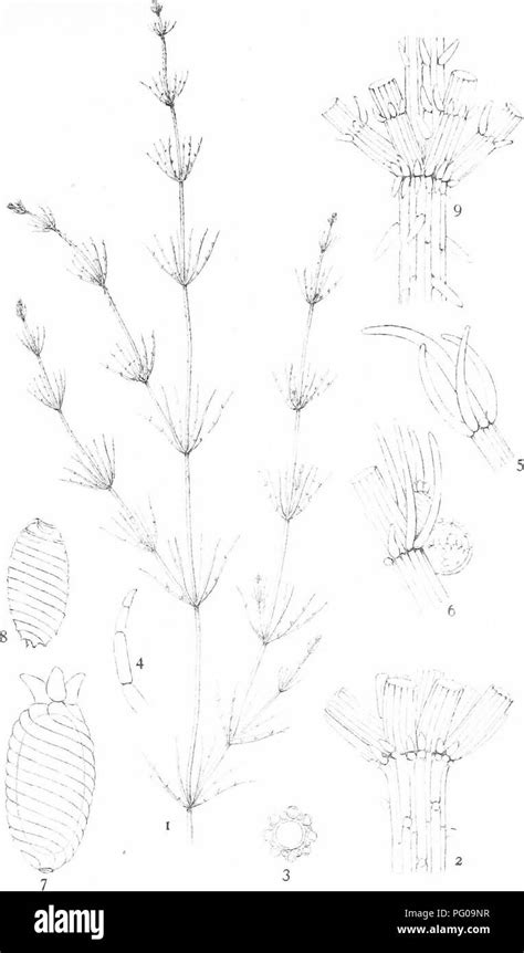 Plate Xxxiii From The British Charophyta Showcases An Illustration Of