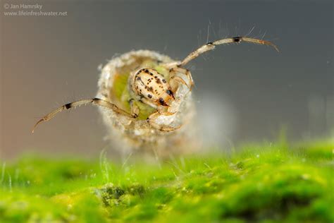 Caddisfly Larvae Order Trichoptera Life In Freshwater