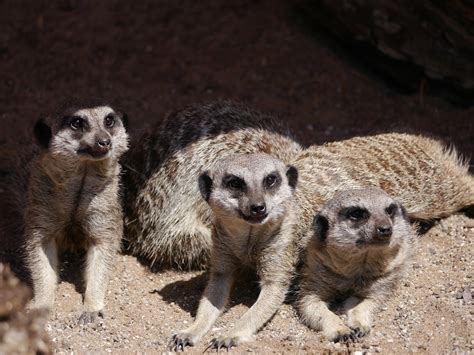 Meerkat Mongoose Mammal Free Photo On Pixabay Pixabay