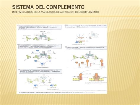 Sistema Del Complemento Funciones Del Complemento Componentes Del