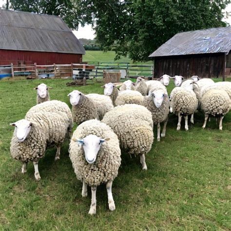 Data Sheeps Quest For Machine Learning Retraining Python Models With Scikit Learn And The