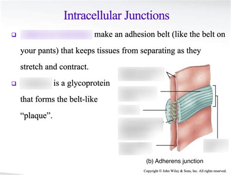 Adherens Junctions Diagram Quizlet