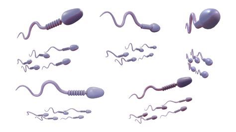 3d File Sperm Cell Anatomy ♂️・3d Print Design To Download・cults