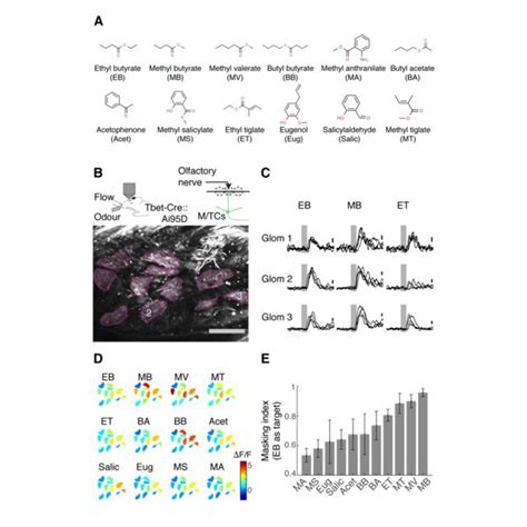 Olfactory Tract Connectivity Regions That Showed Significantly Lesser