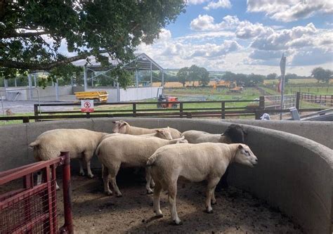 Sheep Advice Reducing Workloads With A Sheep Handling Unit Agrilandie