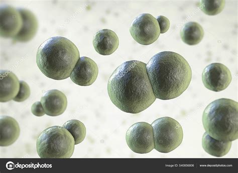 Yeast Fungi