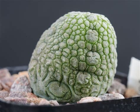 Pseudolithos migiurtinus | Flickr, January 1, Photography