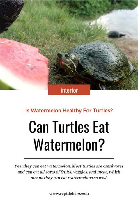Can Turtles Eat Watermelon Is Watermelon Healthy For Turtles