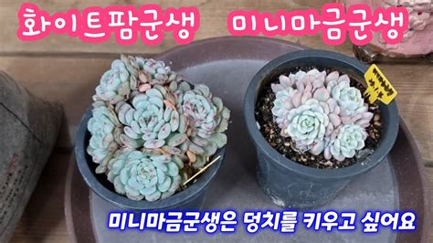 2518 🌸미니마금군생은 덩치를 키우고 싶어요🌸 미니마금군생과 화이트팜군생 분갈이해요🌸 스피드다육 010 5248 5955 방울토 010 8835 7281 Youtube