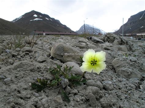Martin Grace Photography Arctic Mouse Ear Arctic Mouse Ear Chickweed
