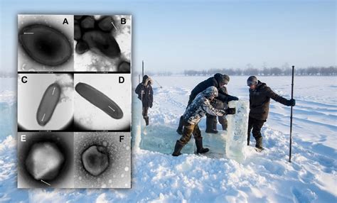 48500 Year Old Zombie” Virus Revived In Russia