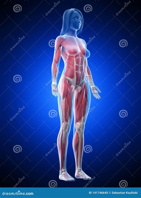 A Females Muscle System Stock Illustration Illustration Of Athletics