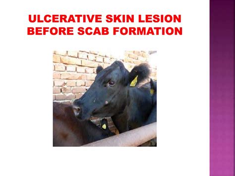 Lumpy Skin Disease Lsd Pptx