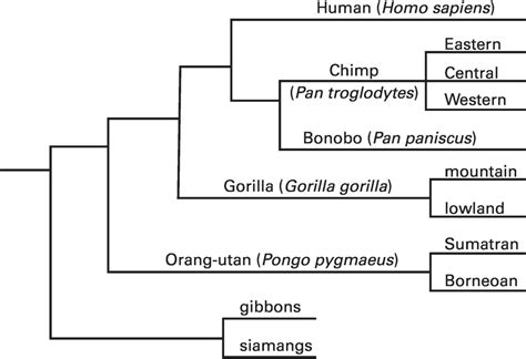 Homo Sapiens Evolution Tree