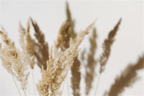 파스텔 중립 베이지 배경에 팜파스 잔디 가지 플랫 레이 리드 단풍 태양 빛과 트렌디 한 그림자 블로거를위한 최소한의 스타일 개념 말린 식물에 대한 스톡 사진 및 기타 이미지