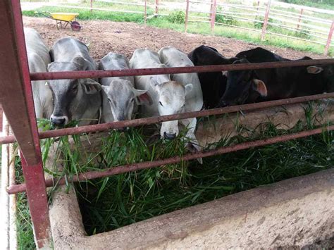 Ivermectin Pour On Cattle Wormer 20 Liter Internal External Parasite