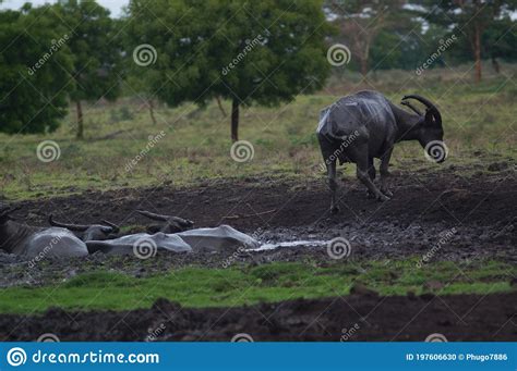Water Buffalo Bubalus Bubalis Or Domestic Water Buffalo Is A Large