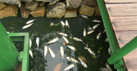 G1 Mais de 52 toneladas de peixes mortos são recolhidas da Lagoa Rio notícias em Rio de Janeiro