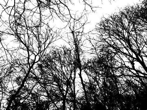 Trees Without Leaves Isolated On White Background Black White Vector Stock Illustration