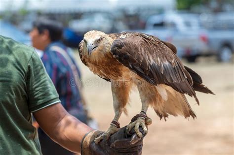 Los Halcones A Mano Para La Demostraci N En Parque P Blico Y