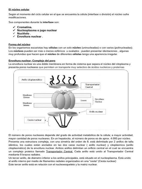 Núcleo Replicación Pdf Nucleo Celular Replicación De Adn
